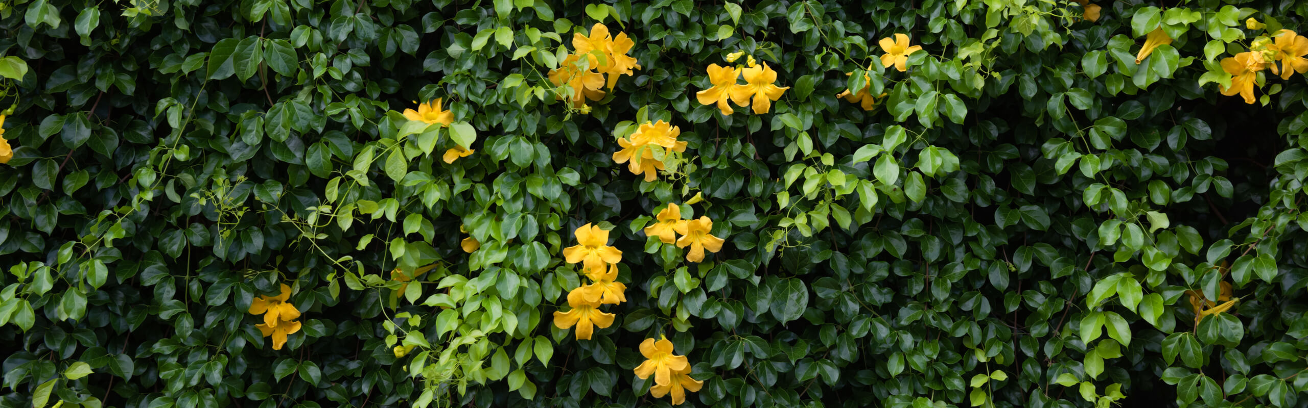 Cat's Claw: Benefits & Uses for Immune Support | WholisticMatters