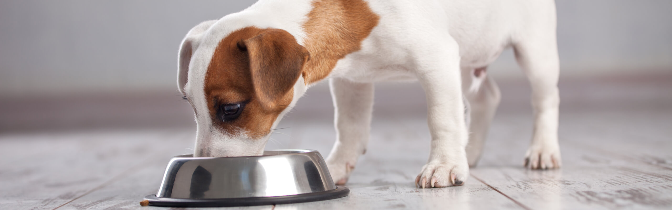 Proactive Nutrition for Dogs - Wholistic Veterinary Care - WholisticMatters