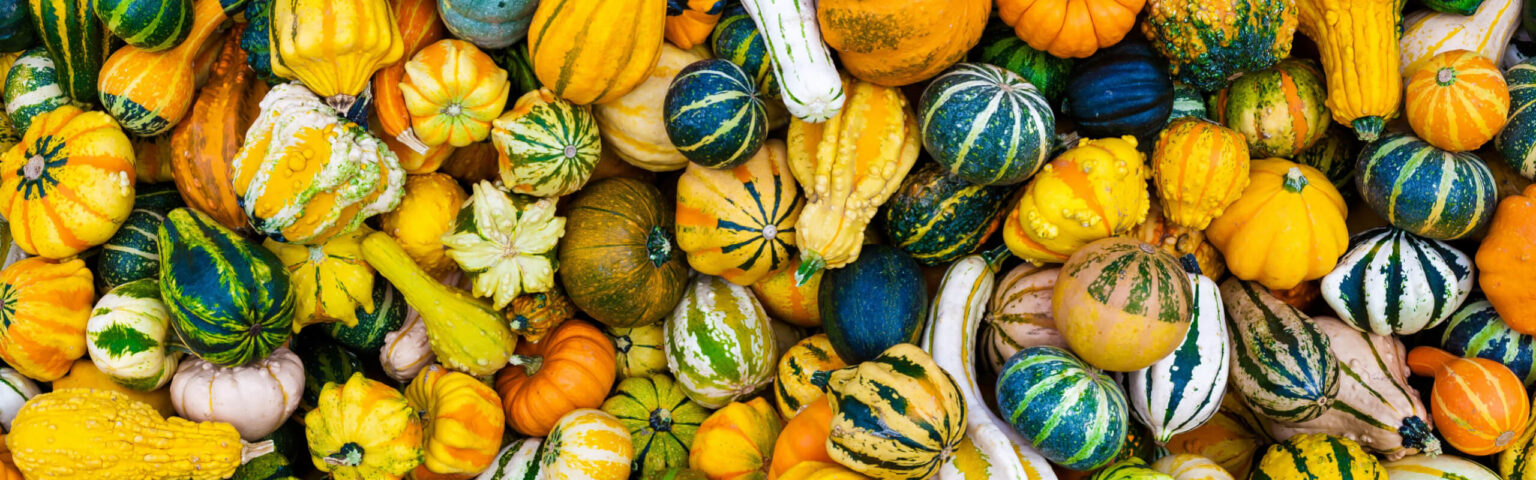 Explore Nutritional Benefits of Gourds: Cucumbers, Squash & More