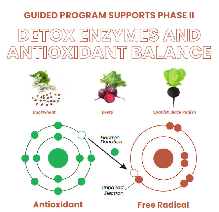 Boost Antioxidant Balance with Phase II Detox Support