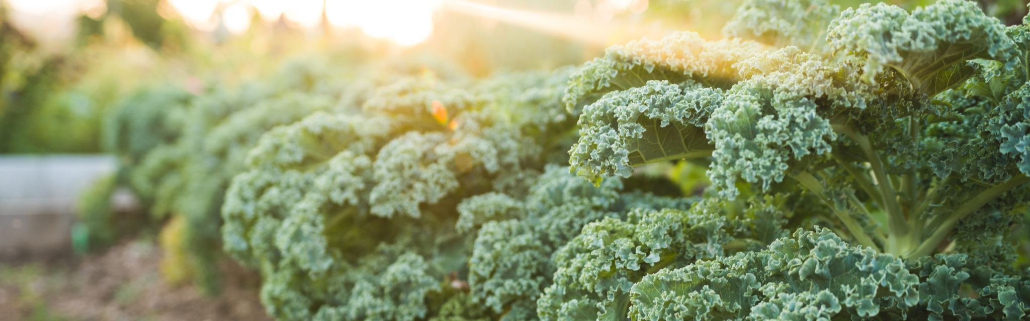 Natural Biofilm Disruptors for Gut and Immune Health