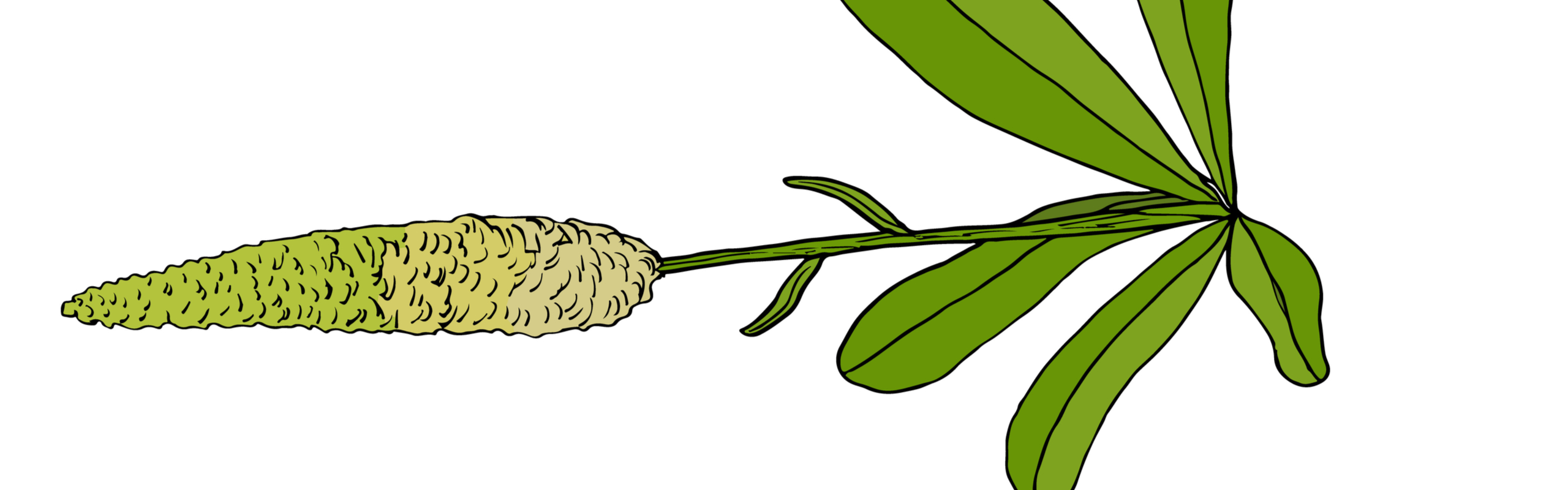 False Unicorn Root: Benefits, Uses, and Safety Precautions