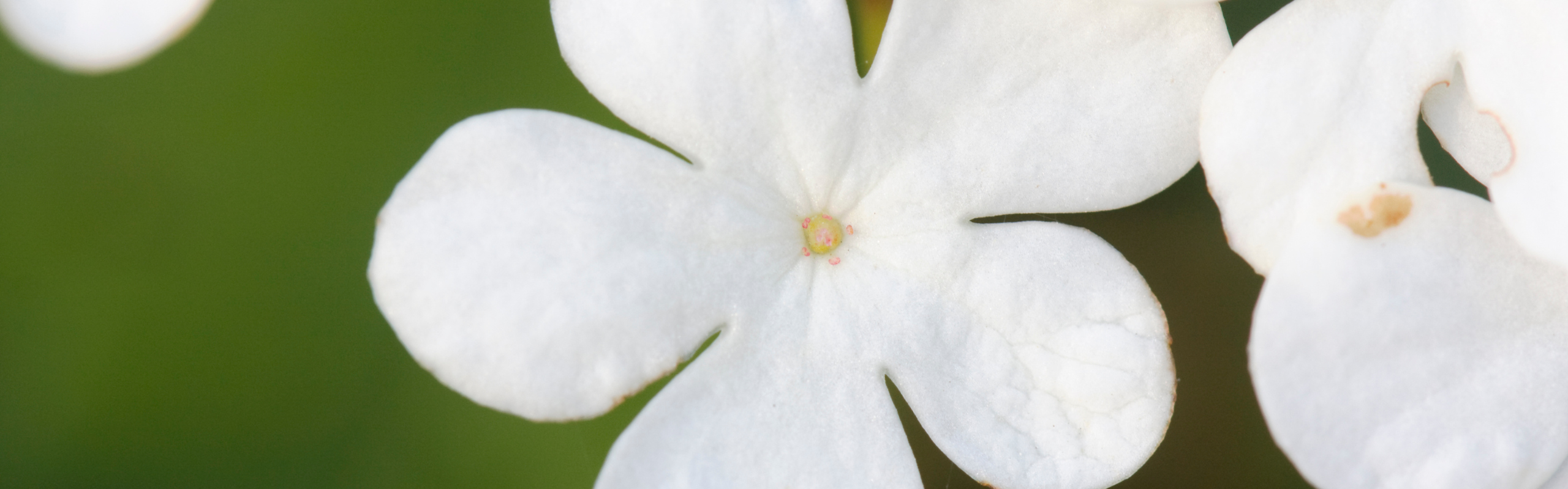 Cramp Bark: Benefits, Uses, and Safety | WholisticMatters