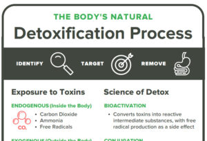 Metabolic Detox 101 - Education from WholisticMatters