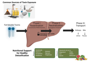Metabolic Detox 101 - Education from WholisticMatters