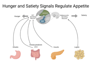 Hormones in Hunger and Satiety: Understanding Appetite Control
