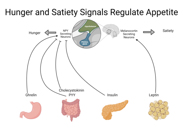 Hormones in Hunger and Satiety: Understanding Appetite Control