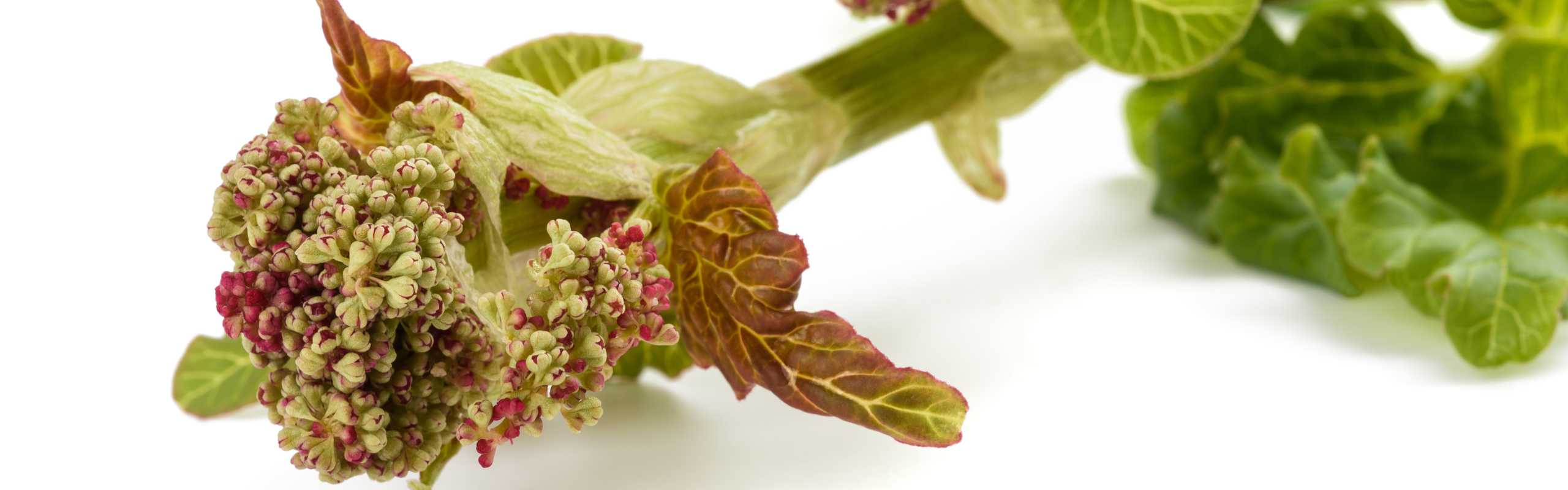 Turkey Rhubarb Benefits: Holistic Health & Safety Guide