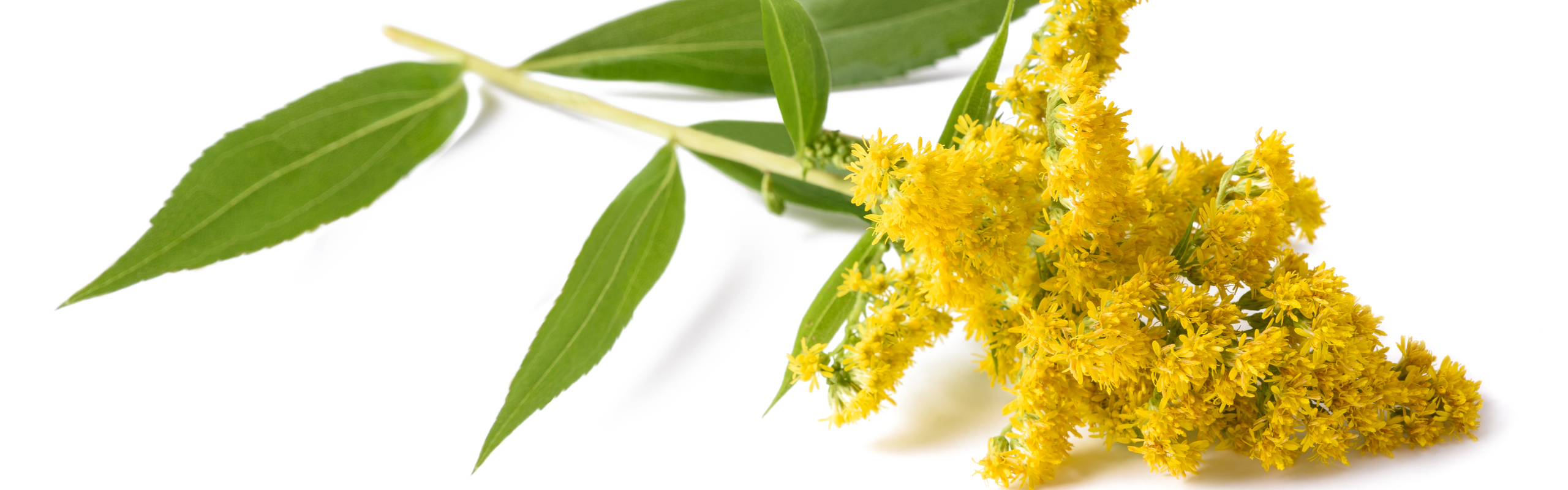 Goldenrod Benefits: Anti-inflammatory & Immunomodulatory Herb