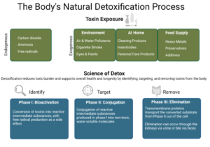 Metabolic Detox 101 - Education from WholisticMatters