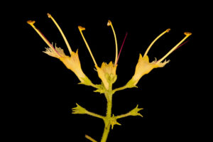 Collinsonia Root Benefits: Holistic Healing & Traditional Uses