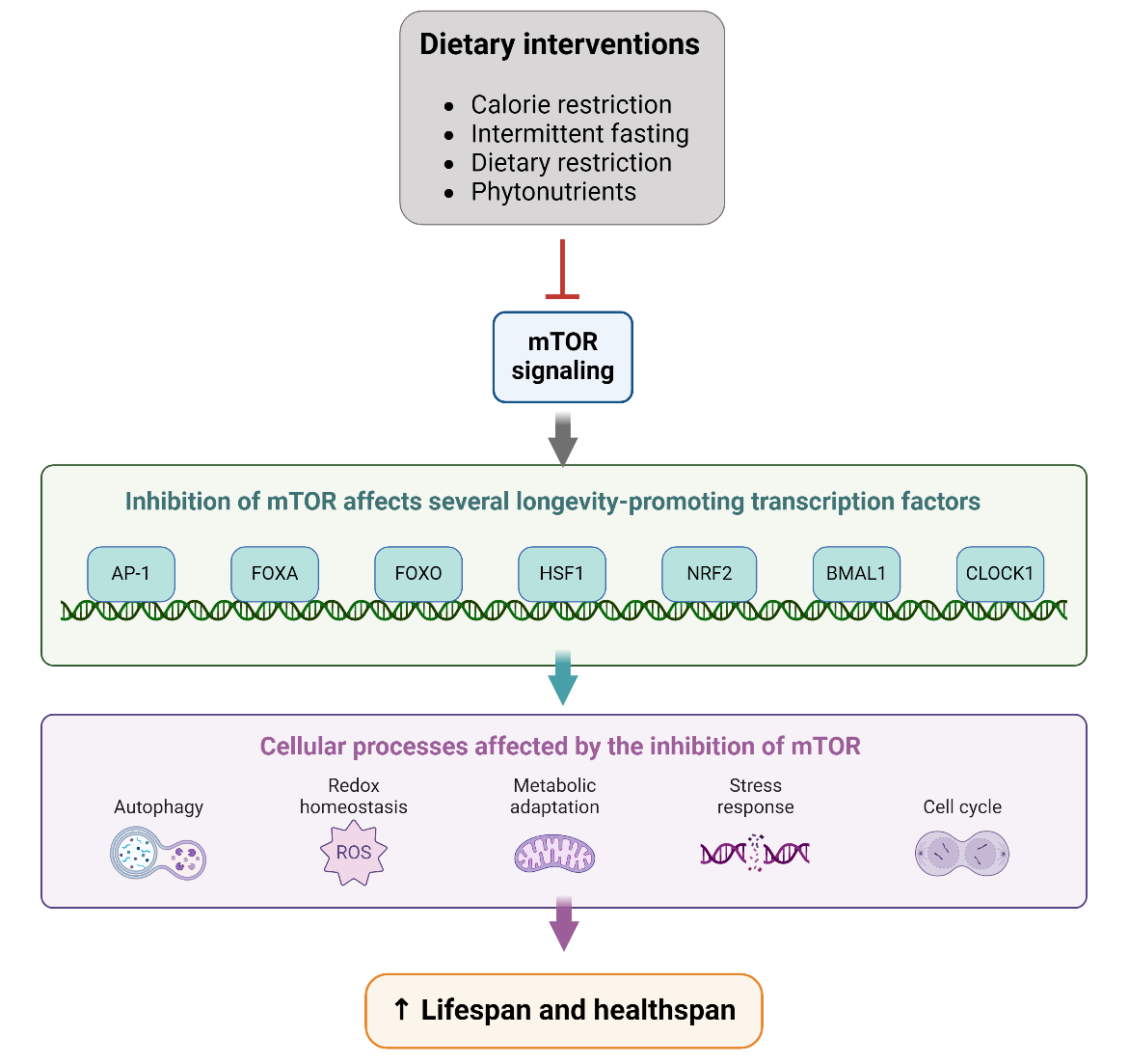 The Role of mTOR in Aging and Longevity - WholisticMatters