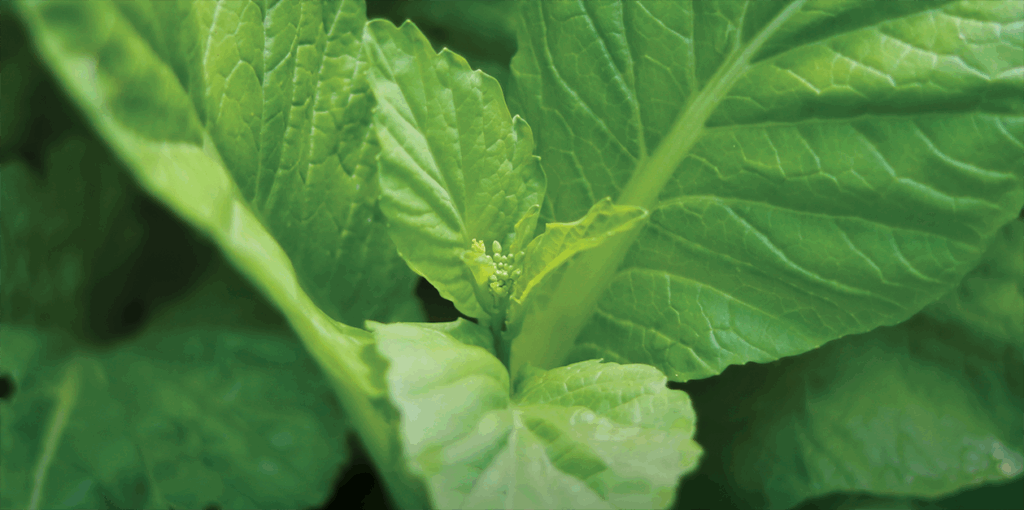 Turnip Greens: Whole Food Profile - WholisticMatters